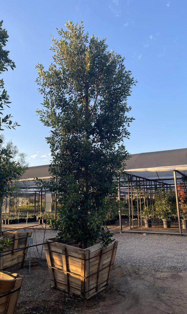 NEW May 2024 Material Photos - Cox Cactus Farm - Phoenix, Arizona