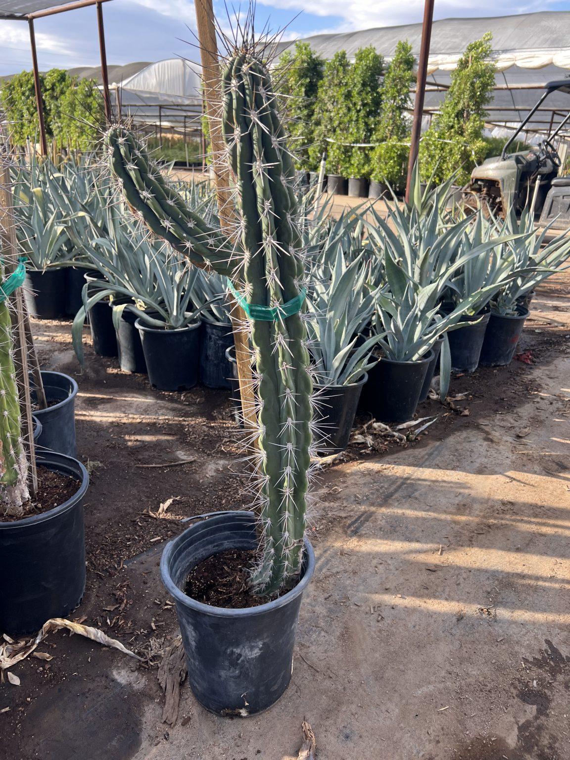 November 2024 Material Photos - Cox Cactus Farm - Phoenix, Arizona